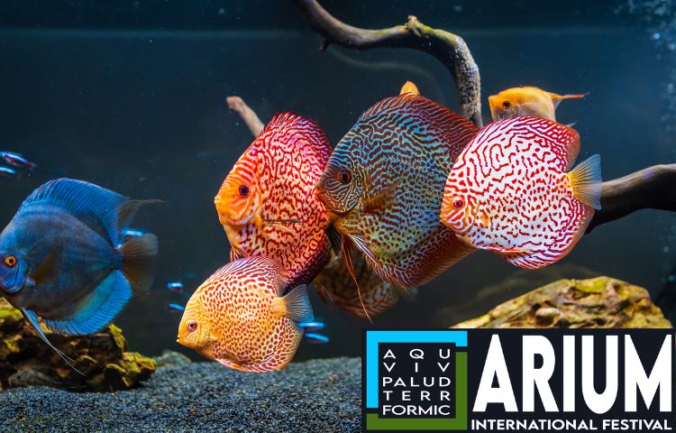 ARIUM 2024: International festival of aquariums & exotic ecosystems ...